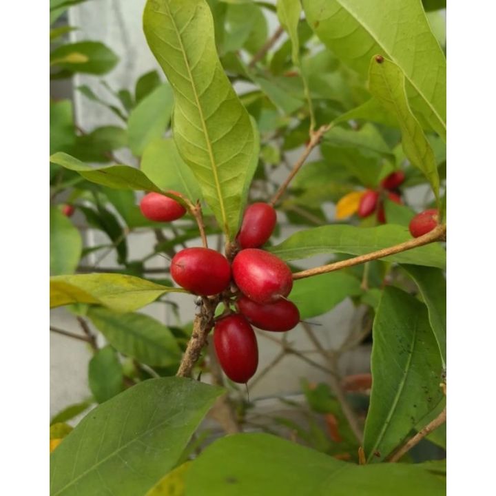 Bibit buah miracle fruit dijamin berbuah berbunga / tanaman buah ajaib ...