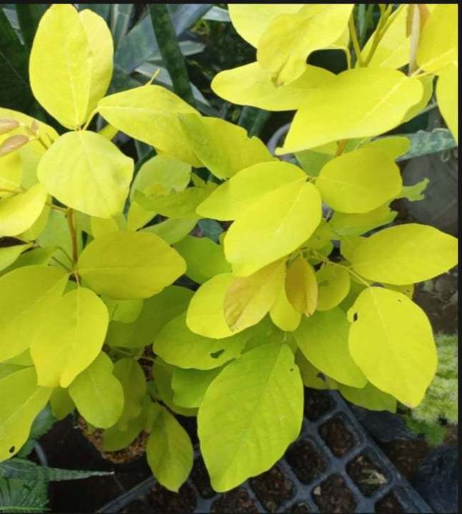 GOLDEN LEGUME I Japanese Plant I Lush I Live Plant I Fully Rooted Plant ...