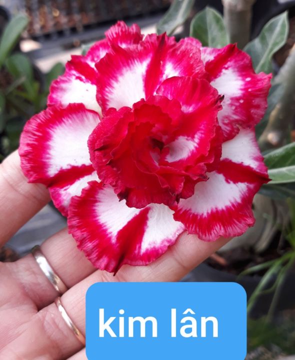 CÂY HOA SỨ THÁI CÁNH KÉP " KIM LÂN "-củ size đại ,rễ quái thành hình ...