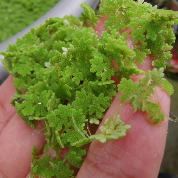 Azolla HYBRID Benih Azola microphylla microfila Mosquito Fern Aquatic ...