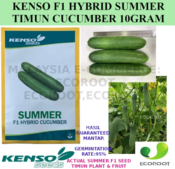 KENSO SEED F1 HYBRID TIMUN CUCUMBER SUMMER SETANDING EASTWEST ARMONY ...