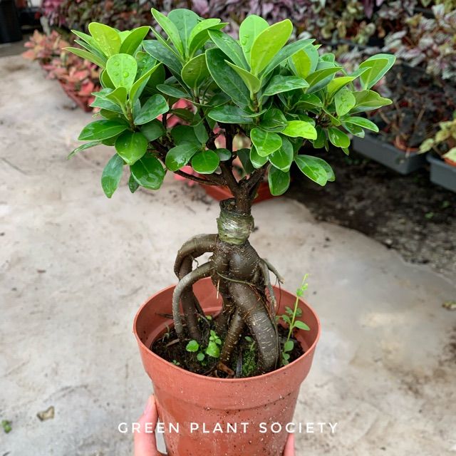 GPS Green Plant Society Live Outdoor Plant Bonsai small (Ficus Ginseng ...