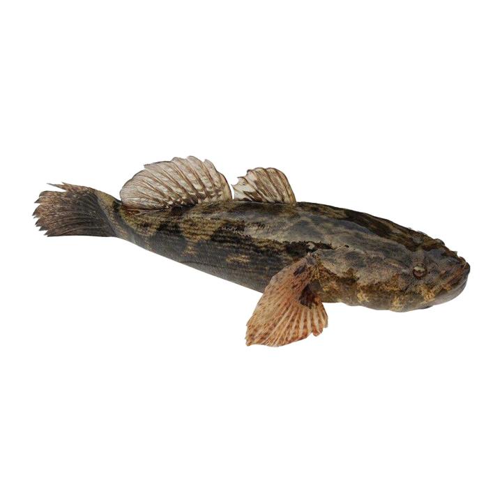 Catch Seafood Wild Marble Goby Soon Hock - Frozen | Lazada Singapore
