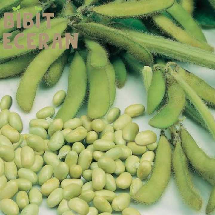 BENIH KACANG KEDELAI REPACK - ISI +/-10 BENIH BIBIT BIJI SAYURAN ...