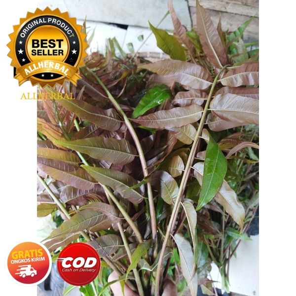 Daun Suren atau surian segar 1 kilo terbaik | Lazada Indonesia