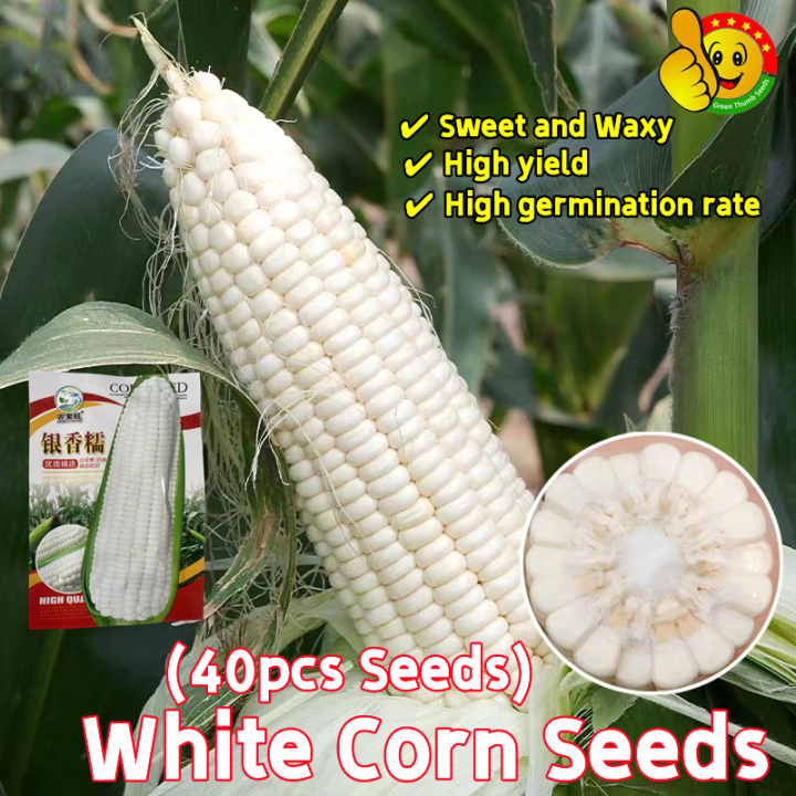 100% Original Sweet Glutinous White Corn Seeds Sale (40pcs Seeds) F1 ...