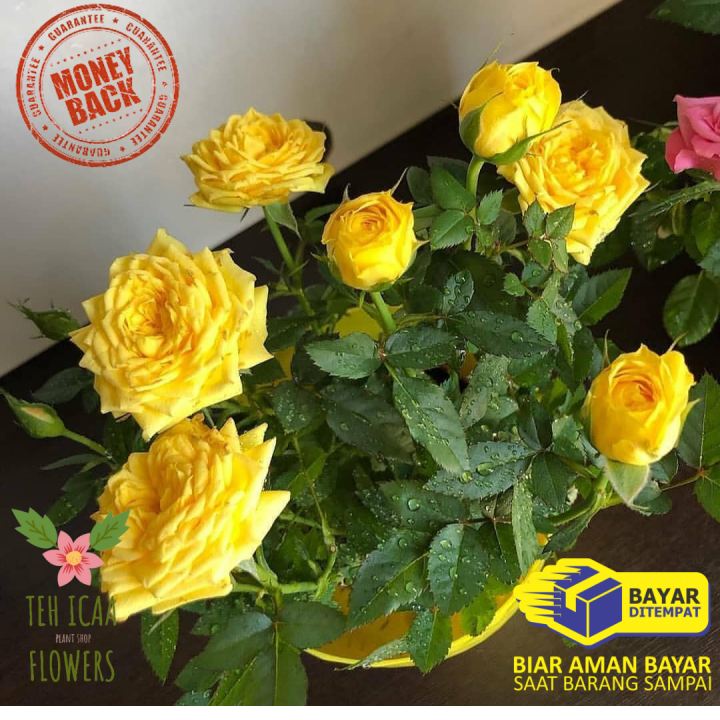 [ Promo Beli 1 Gratis 1 Tanaman ] TANAMAN HIAS BUNGA MAWAR HIDUP ASLI ...