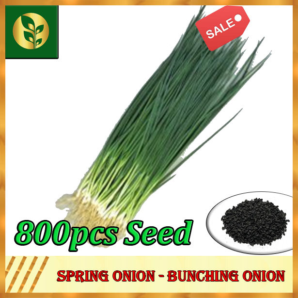 Spring Onion Seeds | Bunching Onion Seeds | Dahon Sibuyas | Vegetable ...