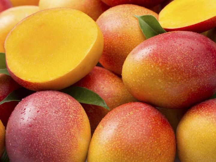 NO COD Anak Pokok Mangga San Lin (Mango) | Lazada