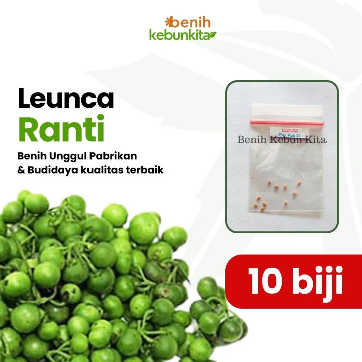 Benih Unggul Biji Bibit Sayuran Leunca Ranti Bibit Tanaman Sayur ...