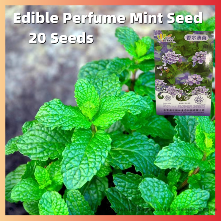 100% Original 20 Seeds Perfume Mint Seeds for Planting Biji Benih Pudina 食用香水薄荷种子 Potted Edible ...