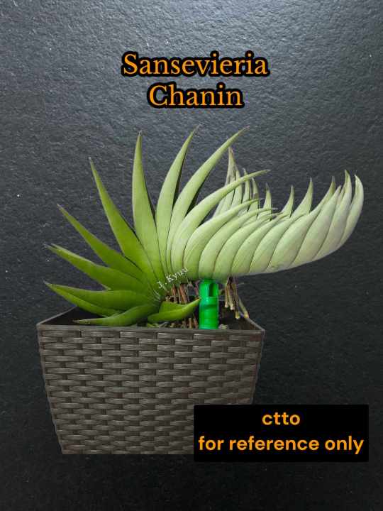 Chanin Sanse. | Lazada PH