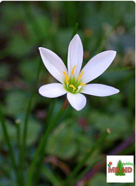 tanaman hias kucai tulip bunga putih | Lazada Indonesia