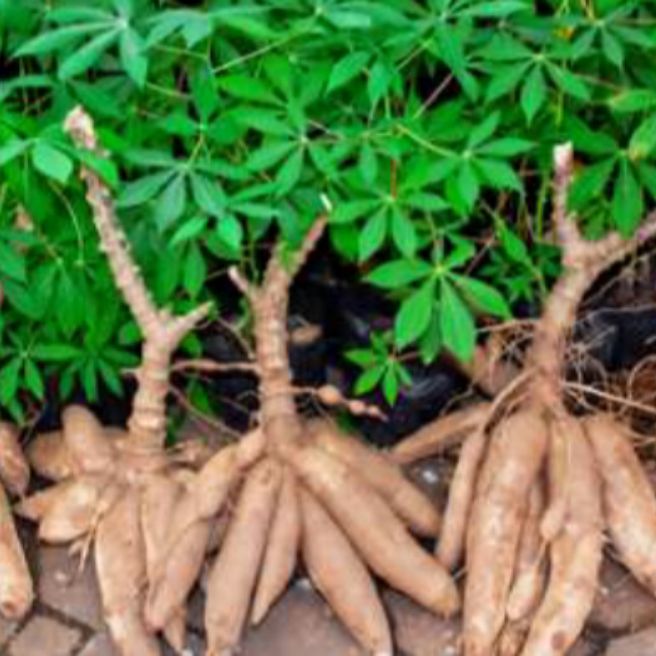 pohon bibit batang singkong ubi kayu | Lazada Indonesia