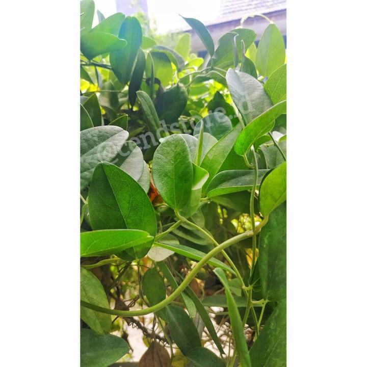 Daun Cincau Hijau Rambat Organik Original Cincau Jelly Cao Hijau ...