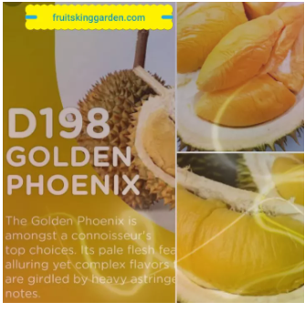 Anak Pokok Durian Golden Phoenix (D198) - Live Plant (West Malaysia ...