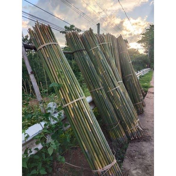 Bamboo stick Buho Kawayan Plant Support Plant Stick Plant Pole Base for ...
