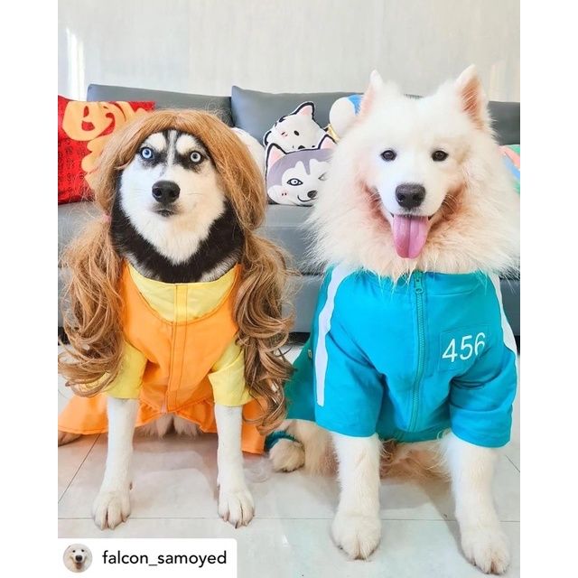 Pet dog cat squid game for Dogs and cat squid game tshirt squid game ...