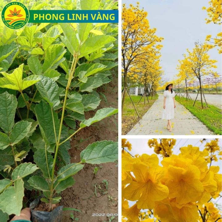 Cây giống phong linh vàng, tím, hồng, giống cây công trình mang nhiều ý ...