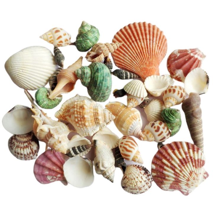 120g Natural Turbo Seashell Sea Conch Hermit Crab House Aquarium Practical Shells Crafts ...