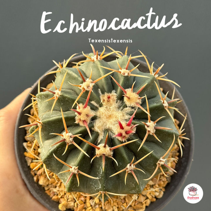 Echinocactus Texensistexensis 3 นิ้ว ( Homalocephala Texensistexensis ...