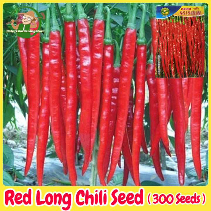 เมล็ดพันธุ์ เมล็ดพริกยาว ประมาณ 300เมล็ด Long Chili Pepper Seeds ...