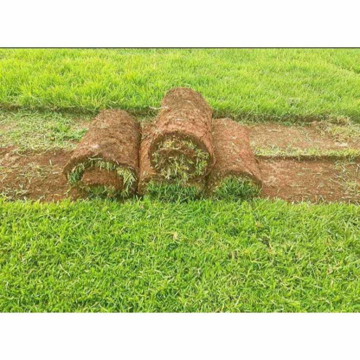 Frog Grass (Live Plant) Best for Landscaping, Softscape, and Garden ...