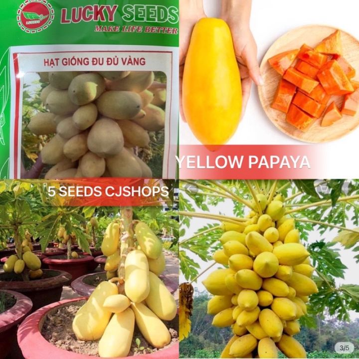 50 Seeds (buy 2 get 1 free) Yellow Papaya for Sale Easy To Planting In ...