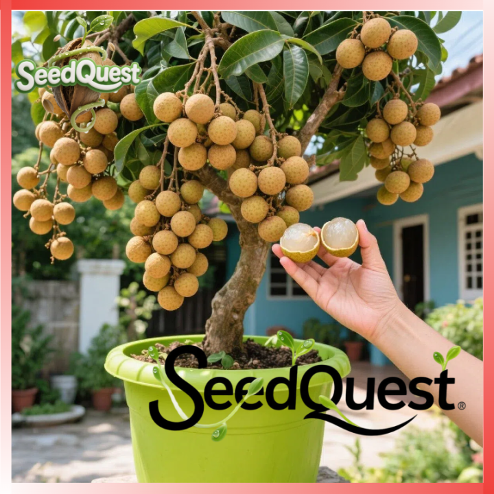 เมล็ดพันธุ์ ลองกอง เมล็ดพันธุ์ลำไย 6เมล็ด/แพ็ค Potted Longan Tree Seeds ...