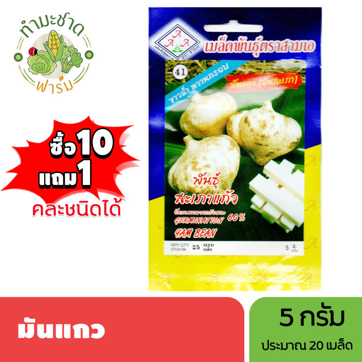 3A (ซื้อ10แถม1) เมล็ดพันธุ์ มันแกว ขนาด5กรัม ประมาณ25เมล็ด YAM BEAN มัน ...