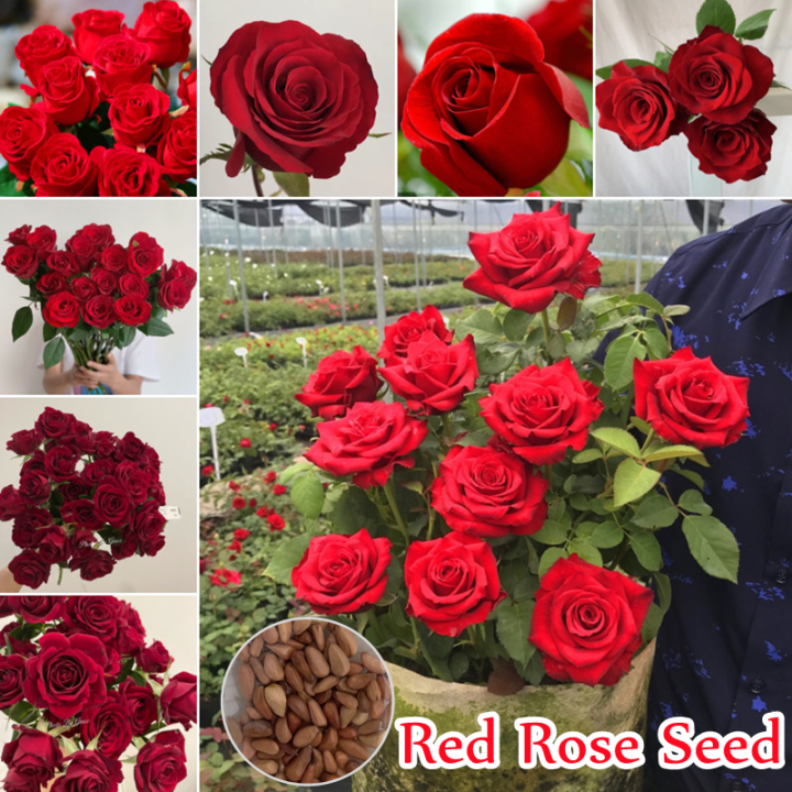 [ Local Seller ] Good Quality Red Rose Seeds for Planting (200pcs/pack ...