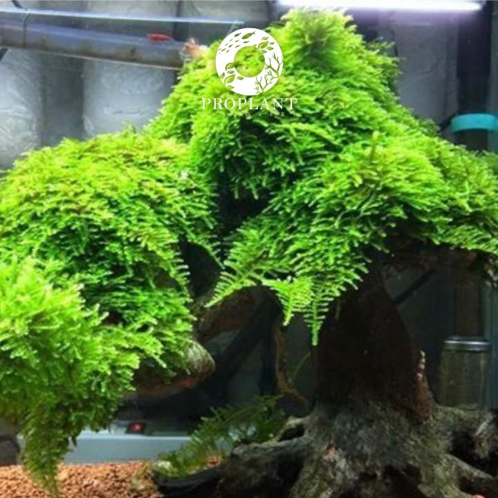 🔥 Mini Christmas Moss 🔥 Vesicularia sp. "Mini Christmas" ( Low Tech ...