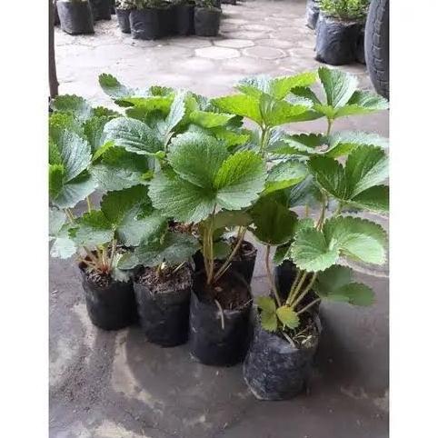 Bibit Tanaman Buah Strawberry terlaris | Lazada Indonesia