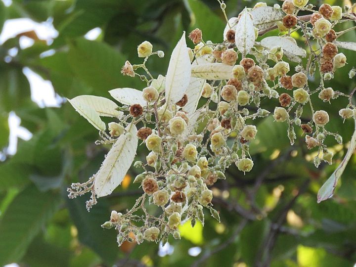 ซื้อ 1ชุดแถม 1ชุด เมล็ดรัง Burmese sal ต้นรัง พันธุ์ไม้มงคลพระราชทาน ...