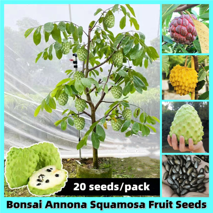 [Easy To Grow In The Philippines] Mixed Varieties Atis Sugar Apple ...