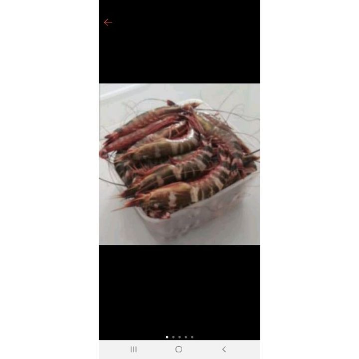 Udang Windu Tiger Frozen -+ 1KG | Lazada Indonesia