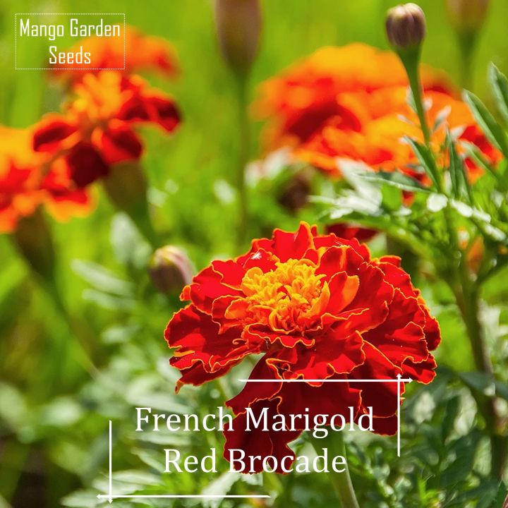 *Rare* Red Brocade French Marigold Flower Seeds - 100 Seed *Pot ...