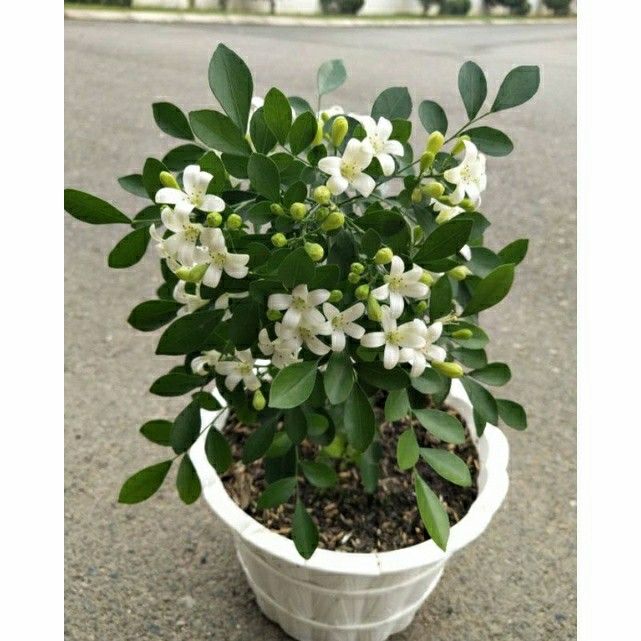 Tanaman hias kemuning - Pohon kemuning - Tanaman bunga kemuning ...