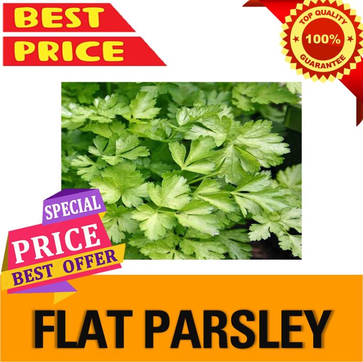 FLAT PARSLEY SEED - VALUE PACK SEEDS | Lazada PH