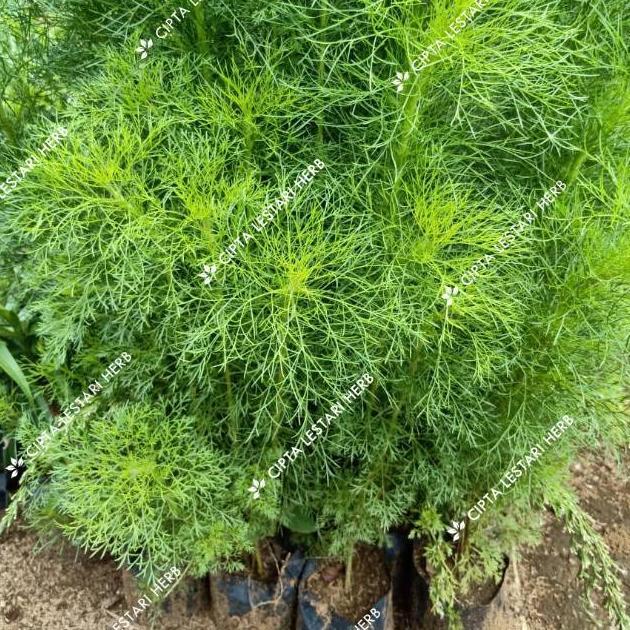 Bibit Tanaman Adas Bibit Pohon Adas Bibit Bunga Adas Pulosari Tanaman ...