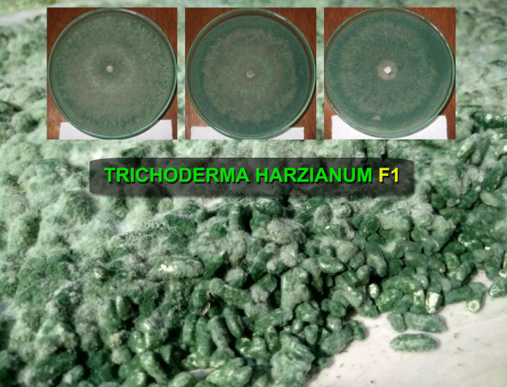 Pupuk Trichoderma Harzianum F1 500gram Fungisida Pupuk Hayati Organik ...