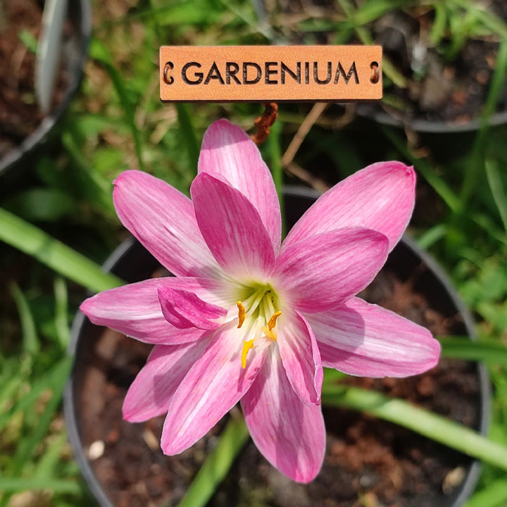 Umbi Bunga Rain Lily Pink Brocade - Rainlily Zephyranthes Hybrid ...