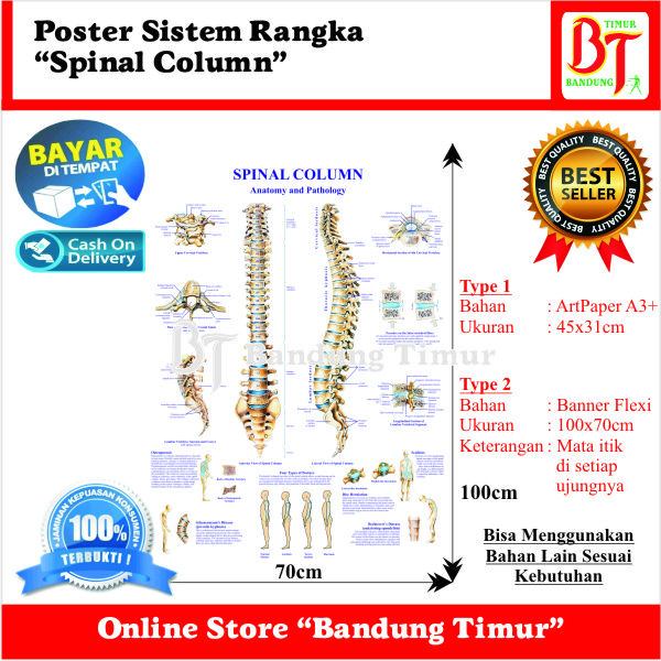 POSTER SISTEM RANGKA SPINAL COLUMN | Lazada Indonesia
