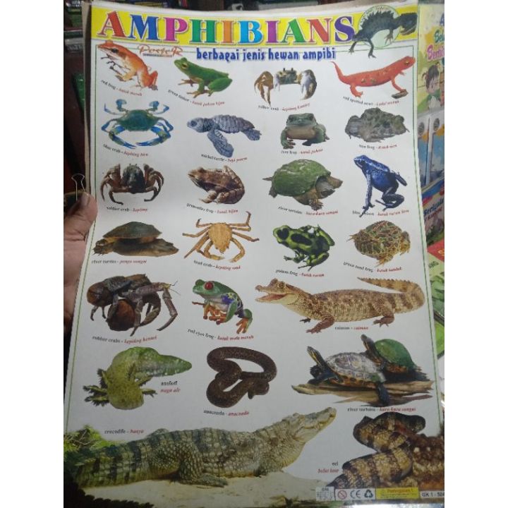 poster berbagai jenis hewan amfibi ampibi | Lazada Indonesia