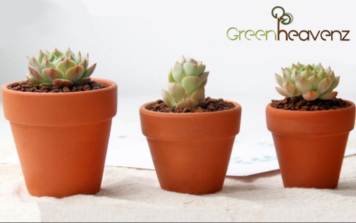 GHZ - Ceramic Clay Texture Flower Pot With Drain Hole Pasu Bunga ...