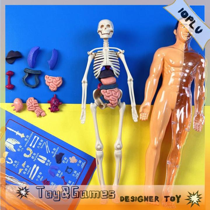 Ioplu 3D Human Skeleton Organ Anatomy Scientific Model Kit Kids Body ...