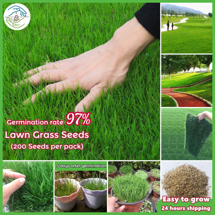 Easy To Grow丨Good Quality Lawn Grass Seed (1 Pack 200pcs)丨Bermuda Grass ...