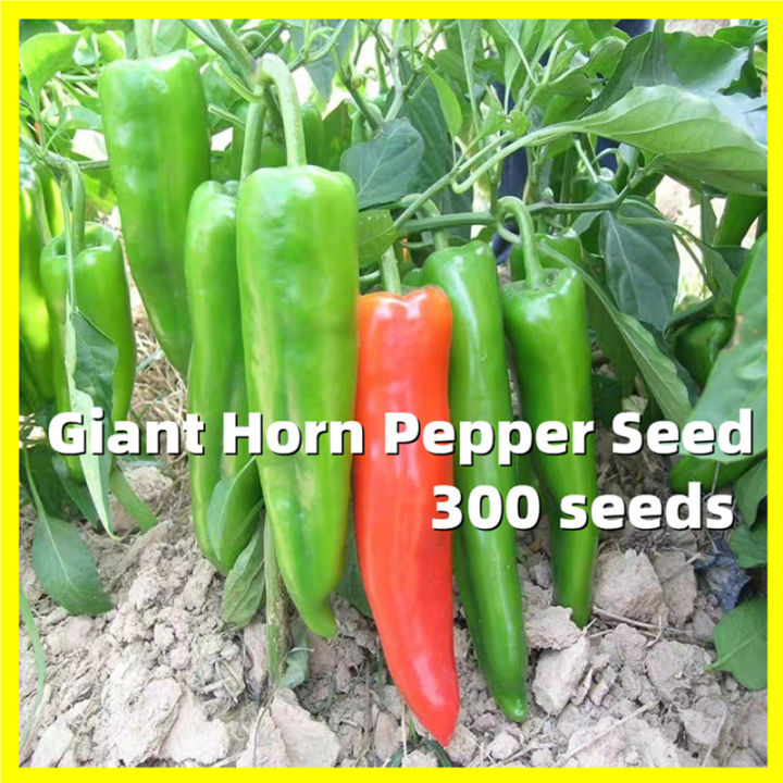 牛角椒 Giant Horn Pepper Seed - 300 Seeds Heirloom Pepper Seeds Self ...