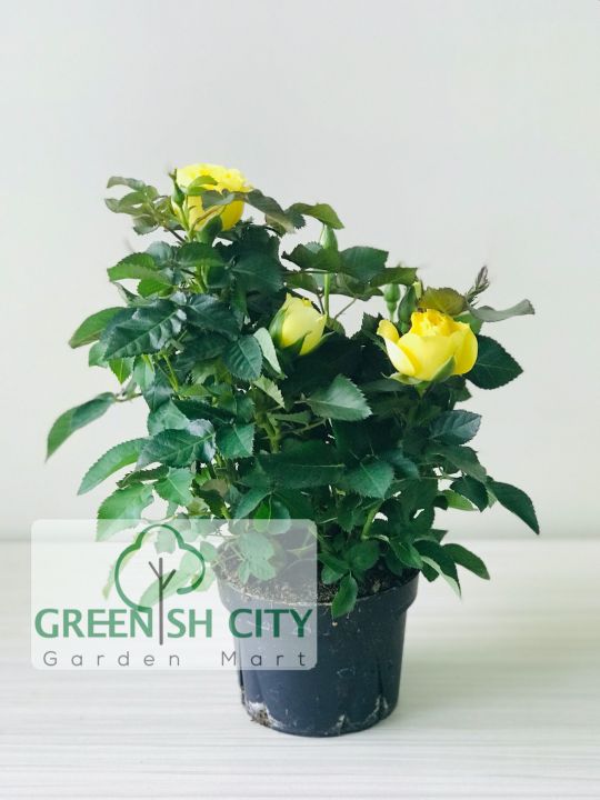 GardenMart4U Rose Live Plant Pokok Hiasan 玫瑰 | Lazada