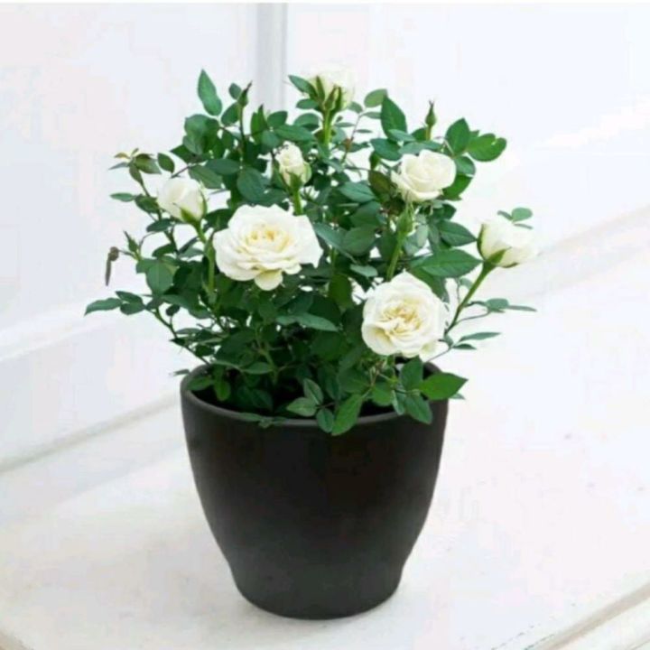 TANAMAN HIDUP BUNGA MAWAR SIAP TANAM DAN SUDAH BERBUNGA (BISA PILIH ...